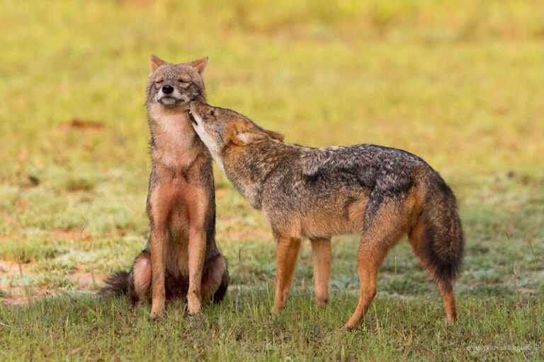 The Way of the Jackal: The Untold Story of Sri Lanka’s Wild Dog ...