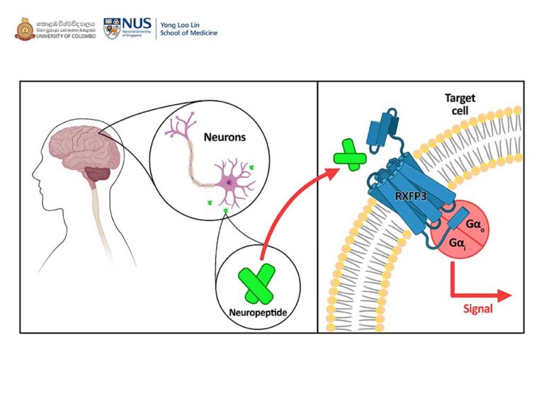 Breaking Boundaries: UOC and NUS Scientists Collaborate on Modified Relaxin-3 Neuropeptides for ...