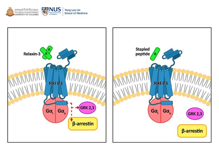 Breaking Boundaries: UOC and NUS Scientists Collaborate on Modified ...